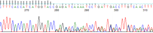Chimeras & Other DNA Rearrangements