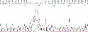 DNA Sequencing Trace Dye Blobs